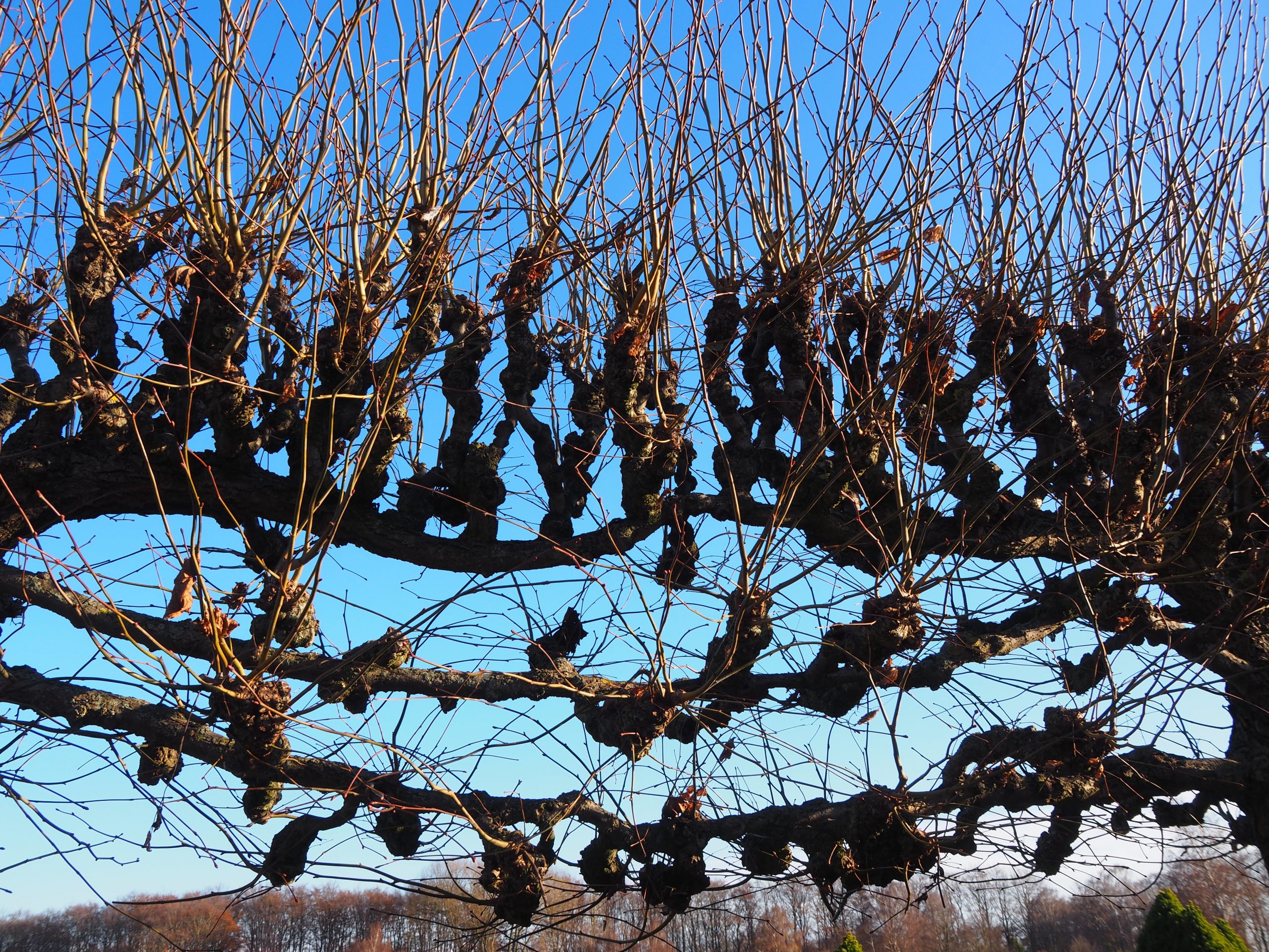 Vinterkvist – Svenska Trädföreningen